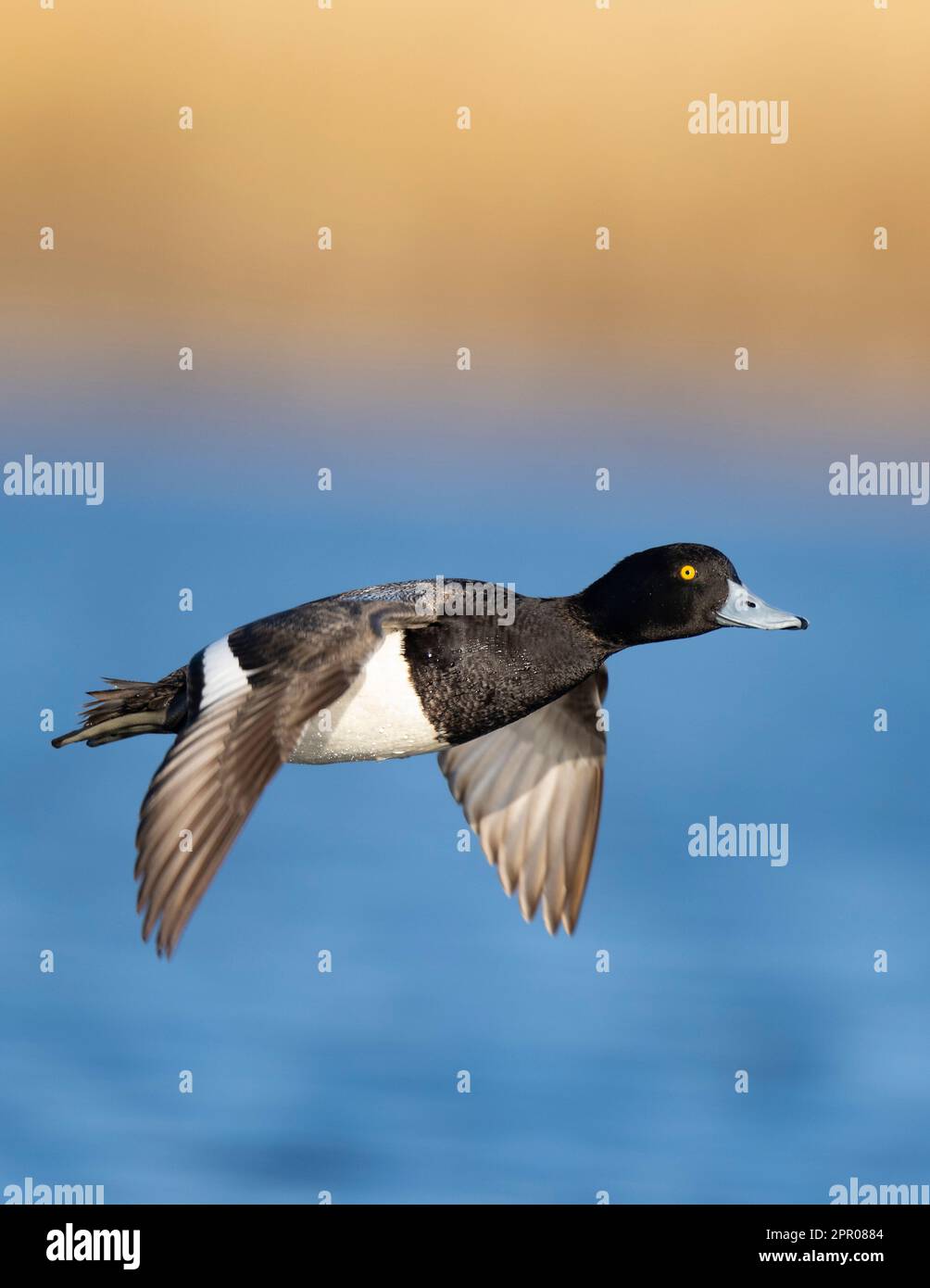 Lesser Scaup flying in a wetland in South Dakota on a spring morning ...