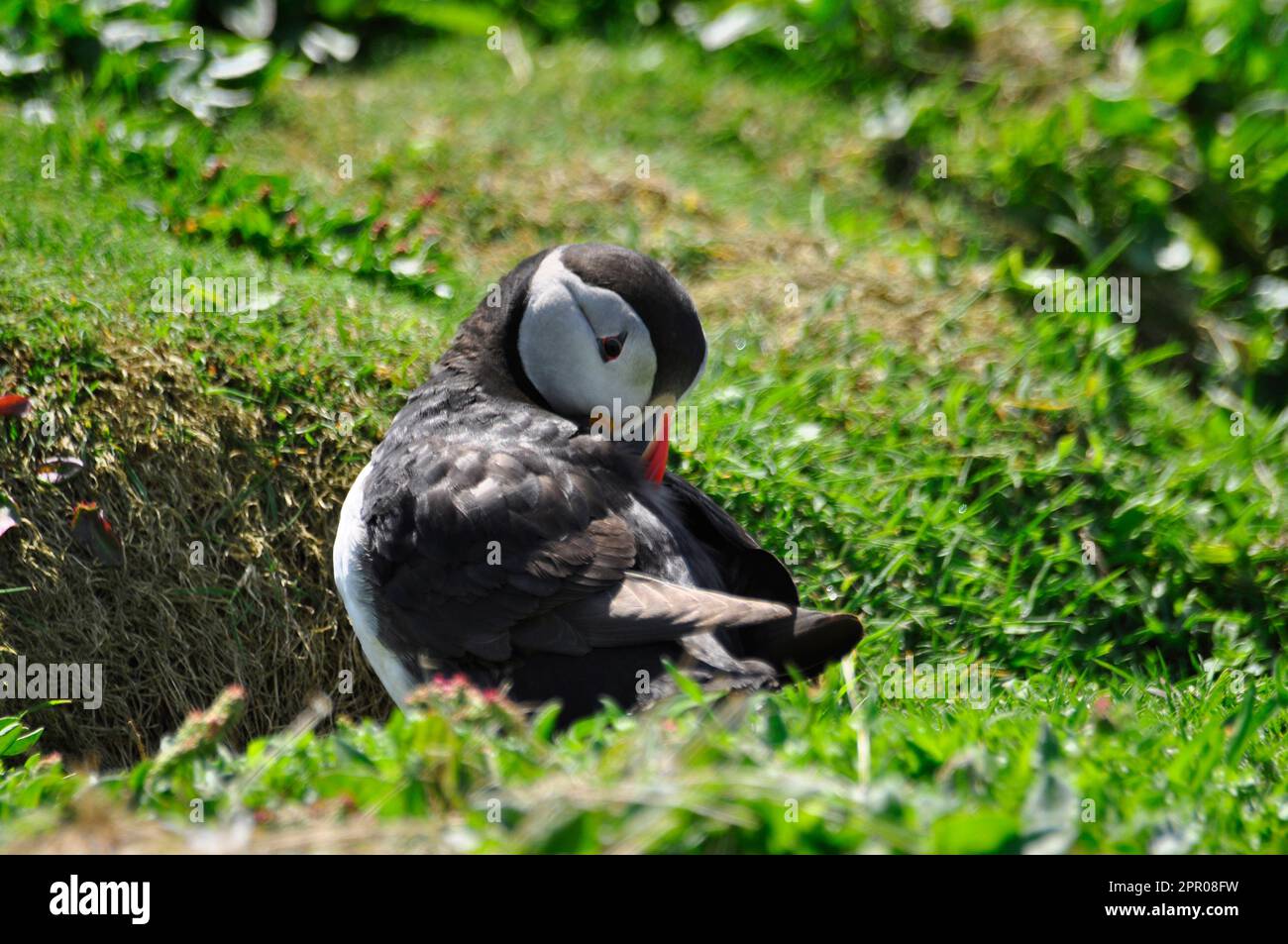 Puffin "Fratercula arctica" appears from its burrow among grass cover ...