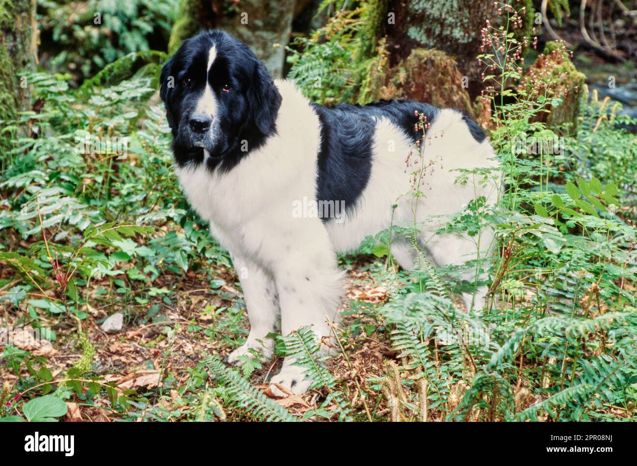 Newfoundland standing in dense forest near tree Stock Photo - Alamy