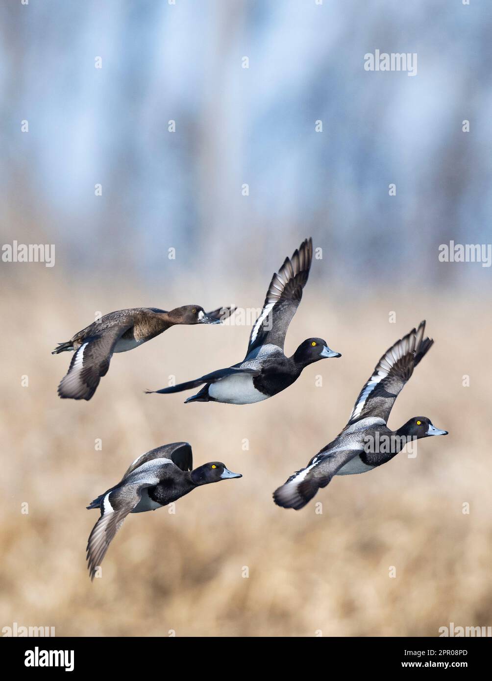 Lesser Scaup Duck Flying