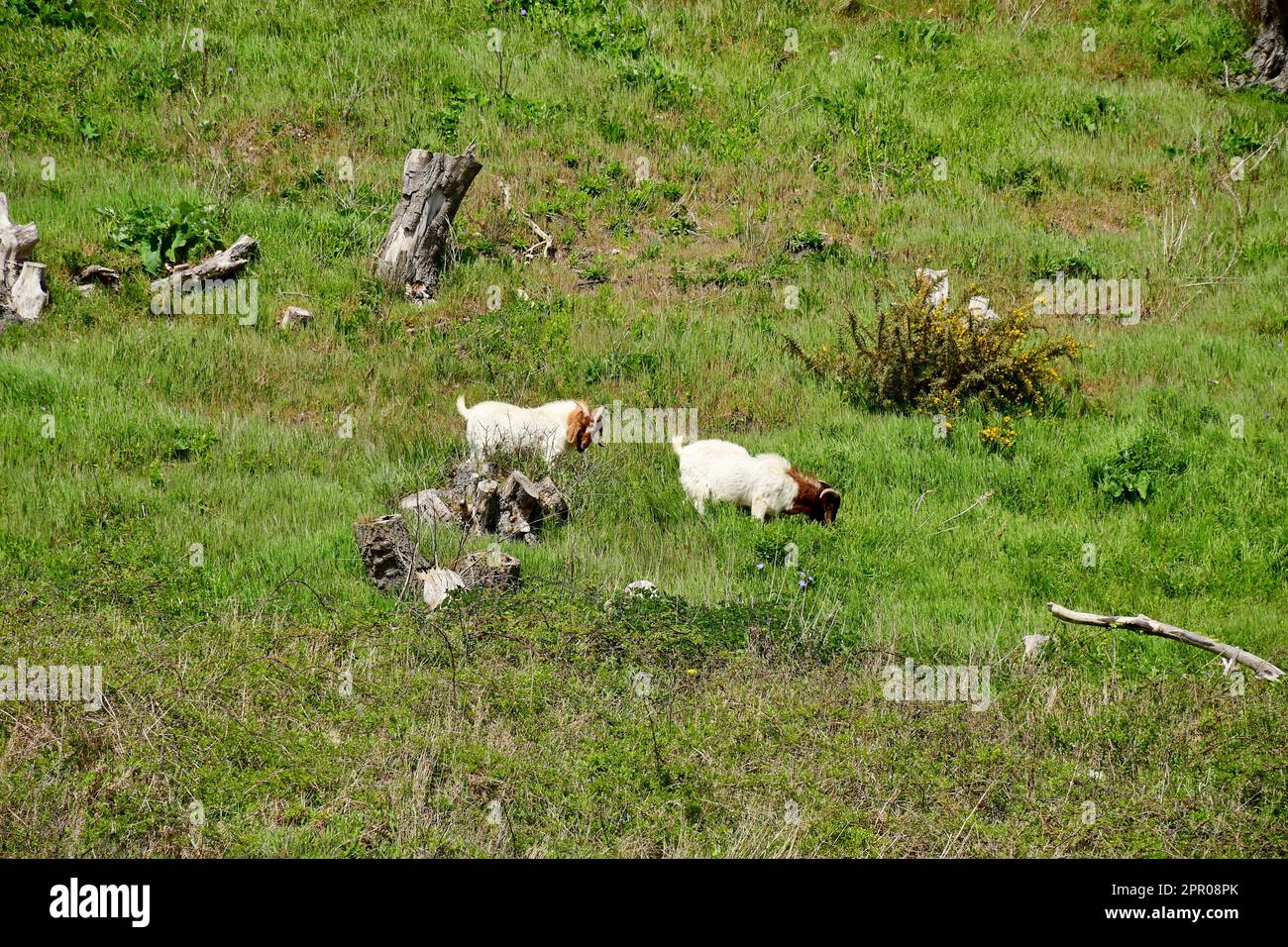 Goats at bournemouth hi-res stock photography and images - Alamy