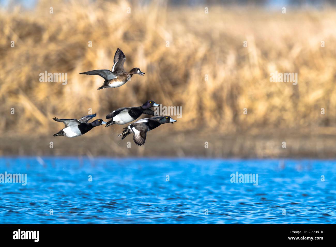 Lesser Scaup flying in a wetland in South Dakota on a spring morning ...