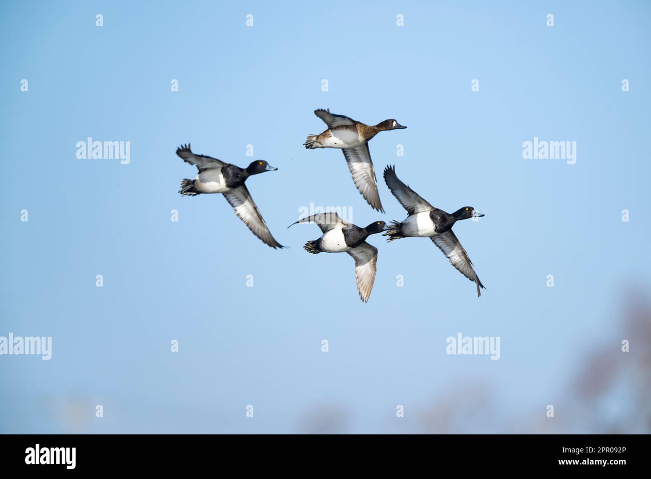 Lesser Scaup flying in a wetland in South Dakota on a spring morning ...