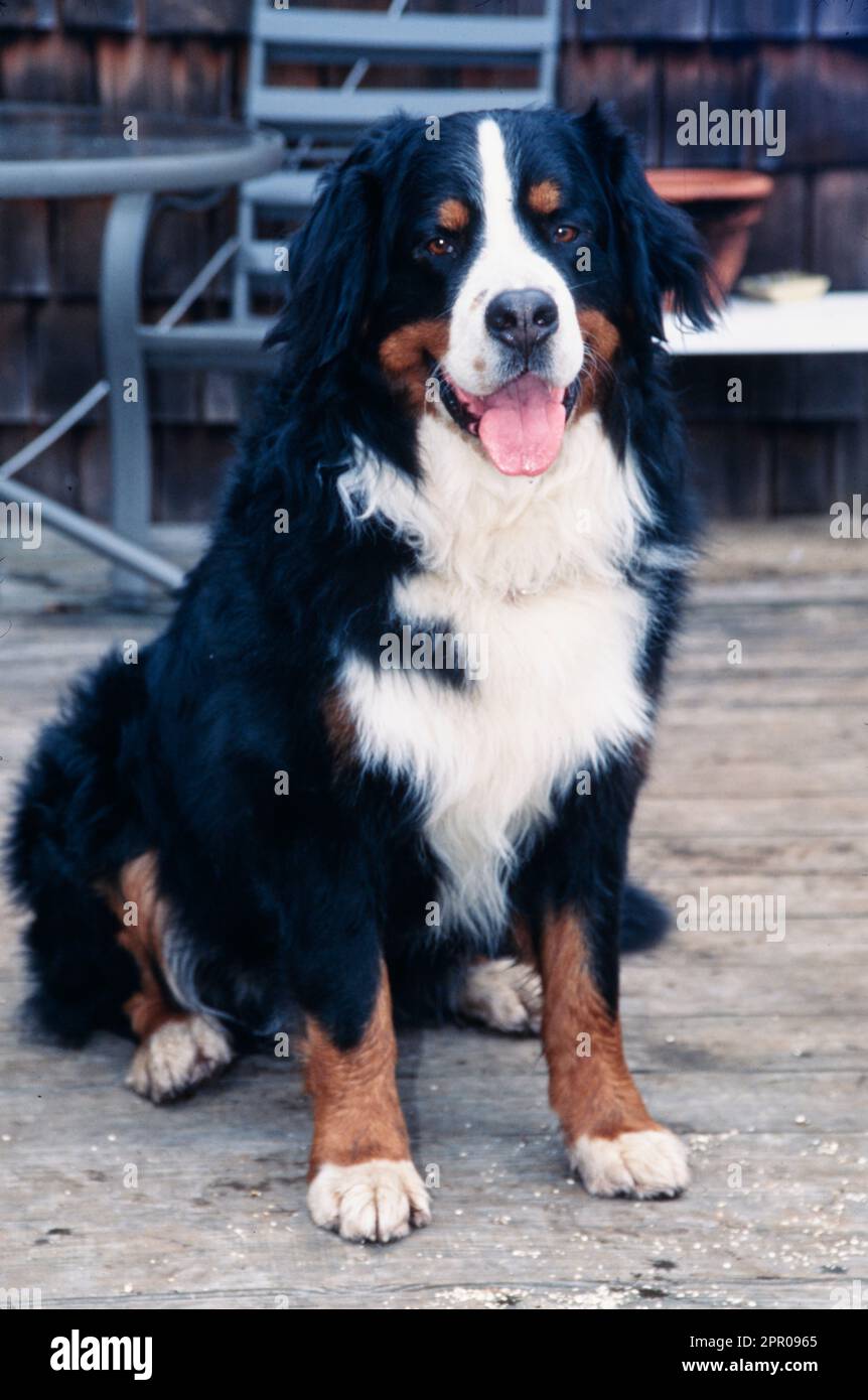 Bernese mountain dog on hi-res stock photography and images - Alamy