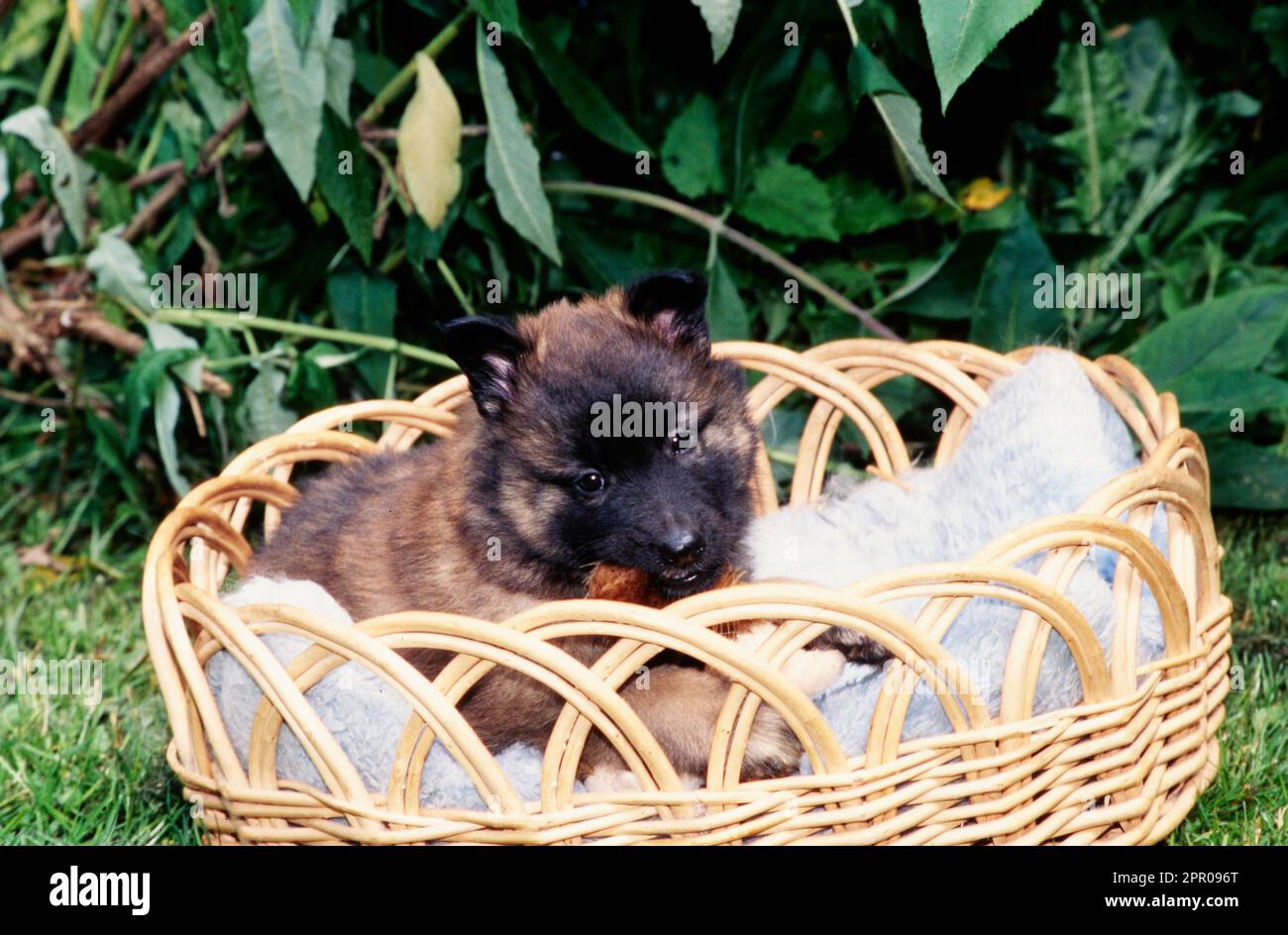 Belgian Shepherd puppy outside in yard laying in wicker basket chewing ...