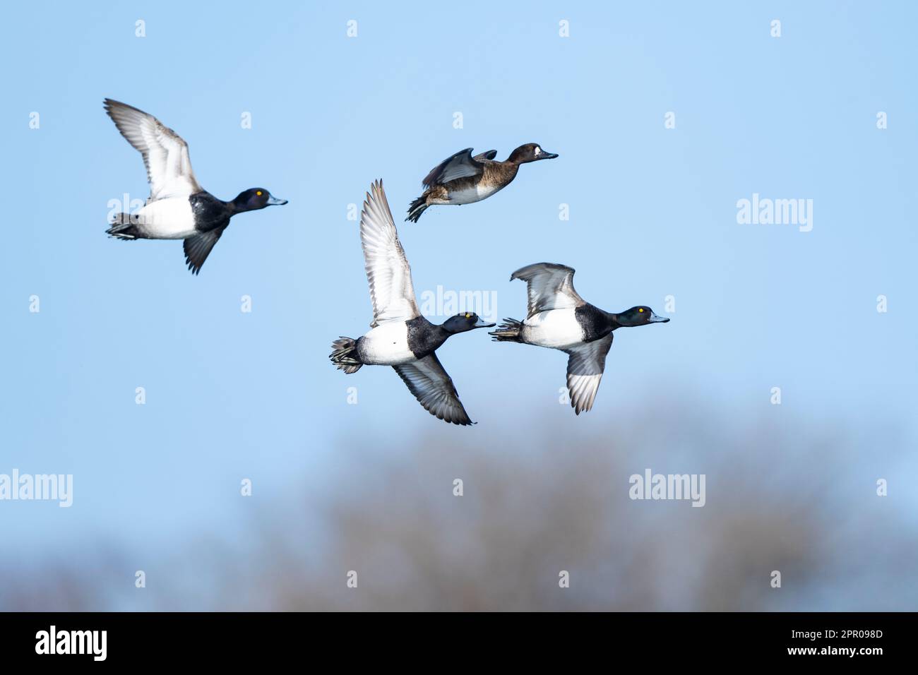 Lesser Scaup flying in a wetland in South Dakota on a spring morning ...