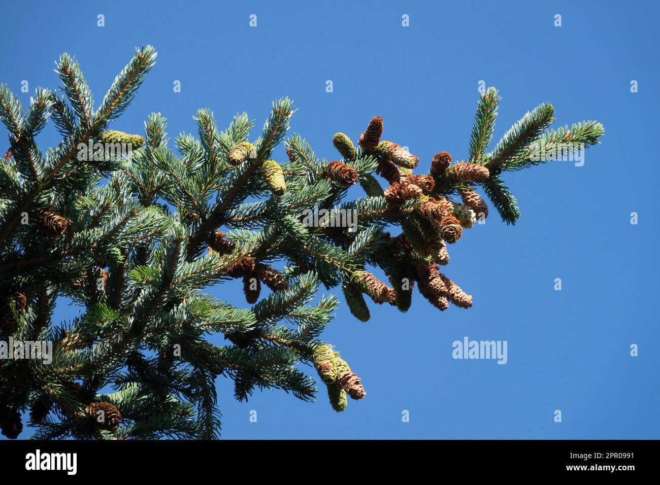 Purple-coned spruce, Cones on Branch, Picea purpurea Stock Photo - Alamy