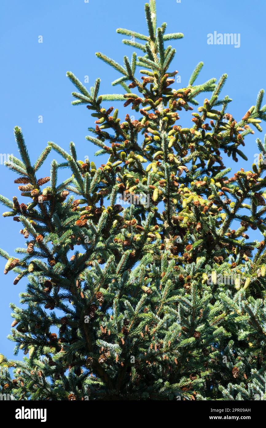 Purple-coned spruce, Picea purpurea, Tree, Habitus Stock Photo - Alamy