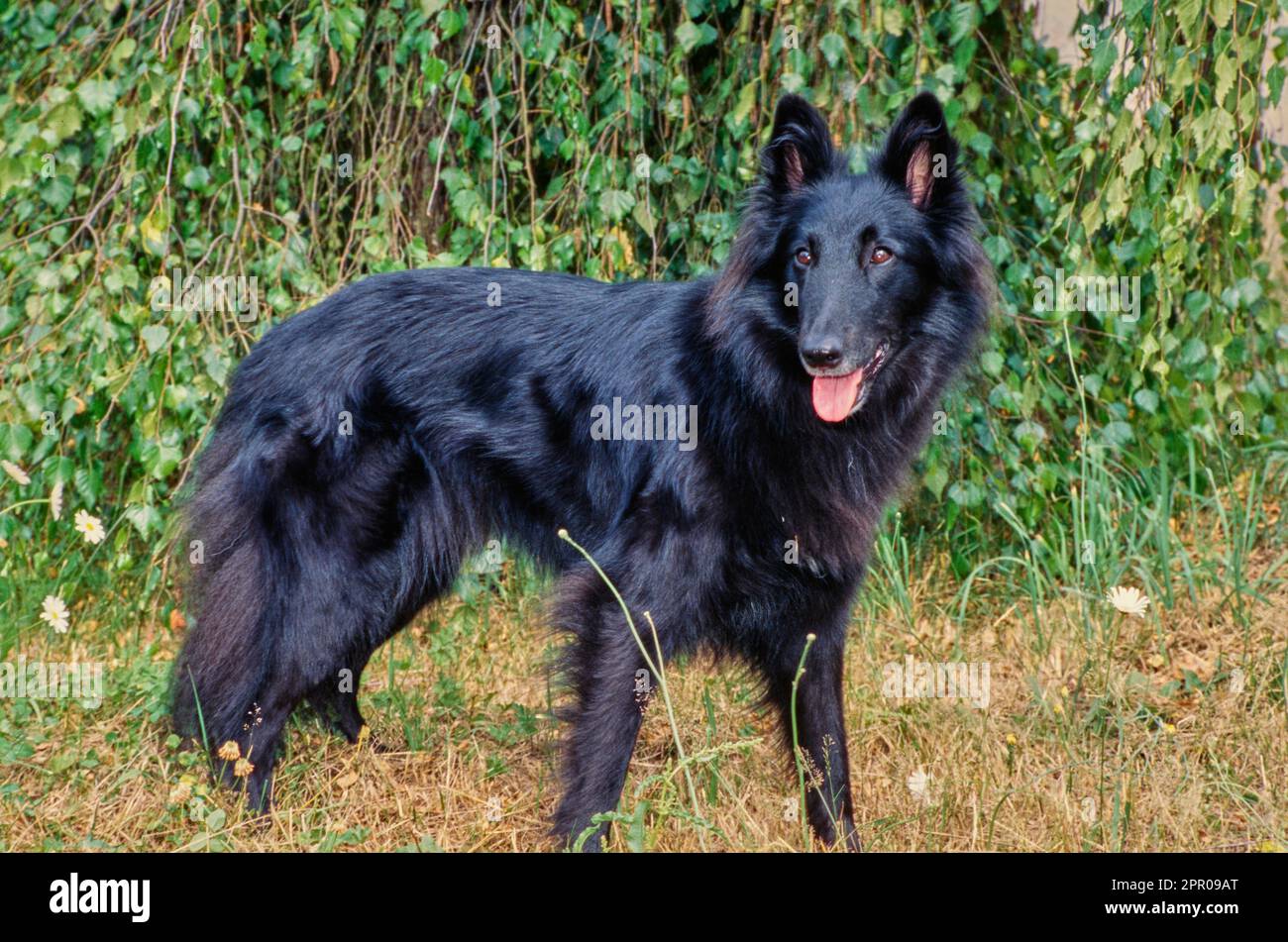 Black Belgian Shepherd outside standing in grass in front of bushes ...