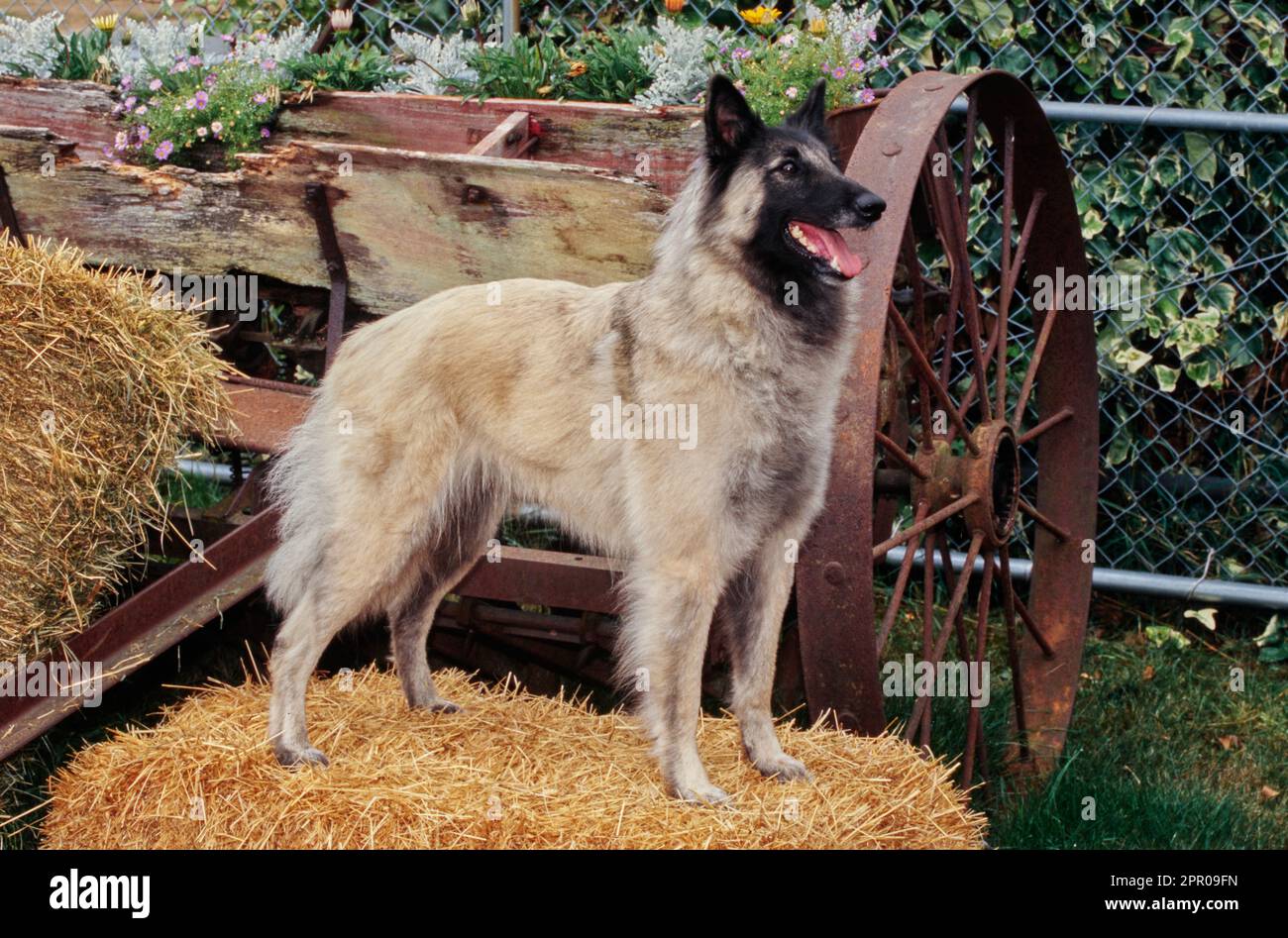 Haystack cart on farm hi-res stock photography and images - Alamy