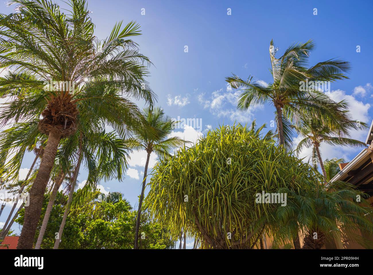 Close up view of tops of palms and other tropical trees against blue ...