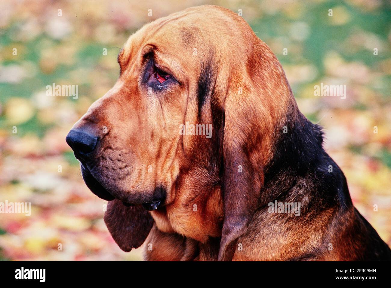 Bloodhound in field hi-res stock photography and images - Alamy