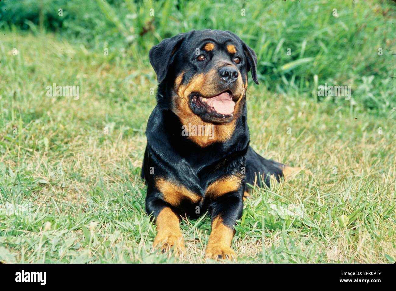 Rottweiler laying in grass with mouth open Stock Photo - Alamy