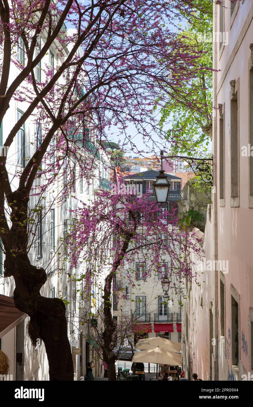 Lissabon, Portugal. 05th Apr, 2023. Judas trees bloom in an alley in ...