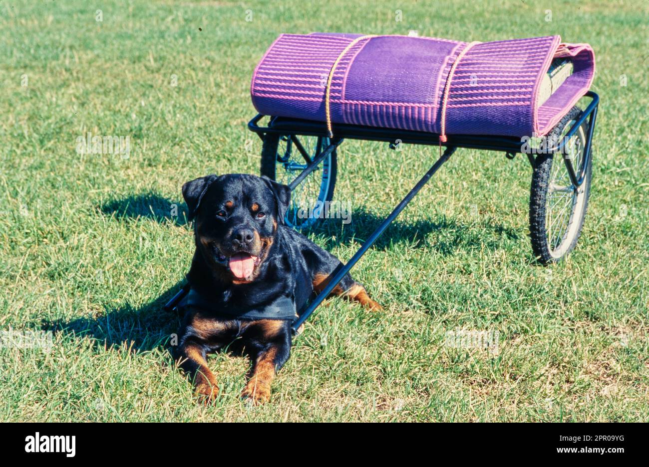 Rottweiler laying with wagon attached Stock Photo - Alamy