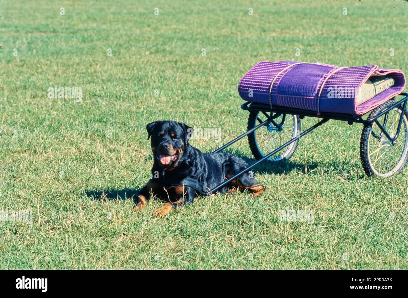 Rottweiler laying with a wagon attached Stock Photo - Alamy