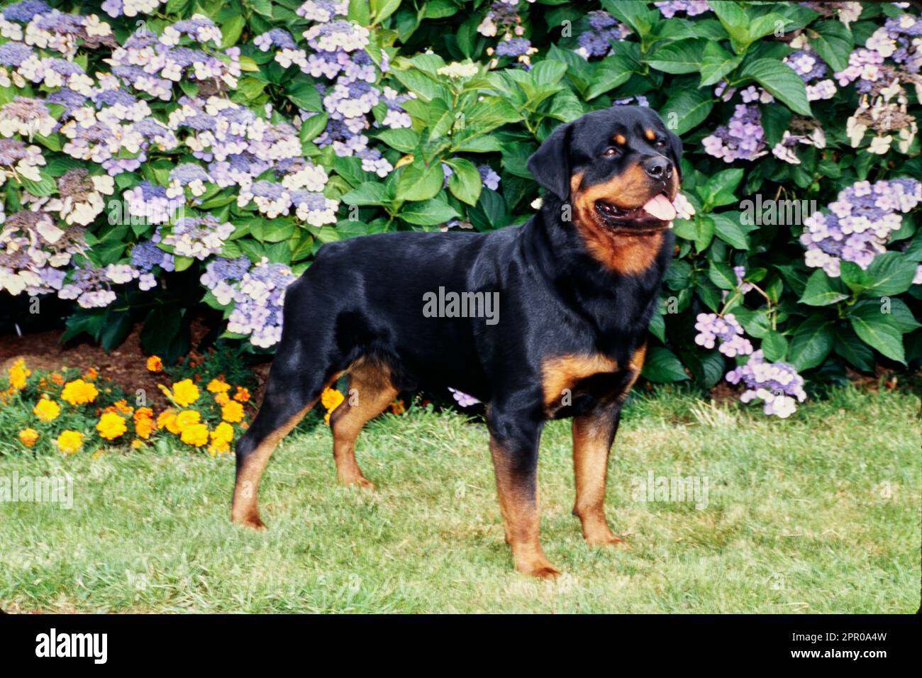 Rottweiler in front of flower bush in grass Stock Photo - Alamy
