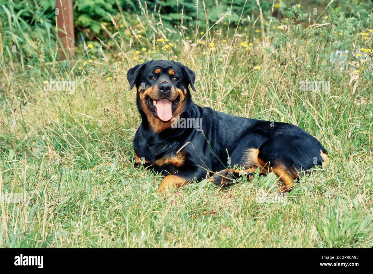 Rottweiler laying in field hi-res stock photography and images - Alamy