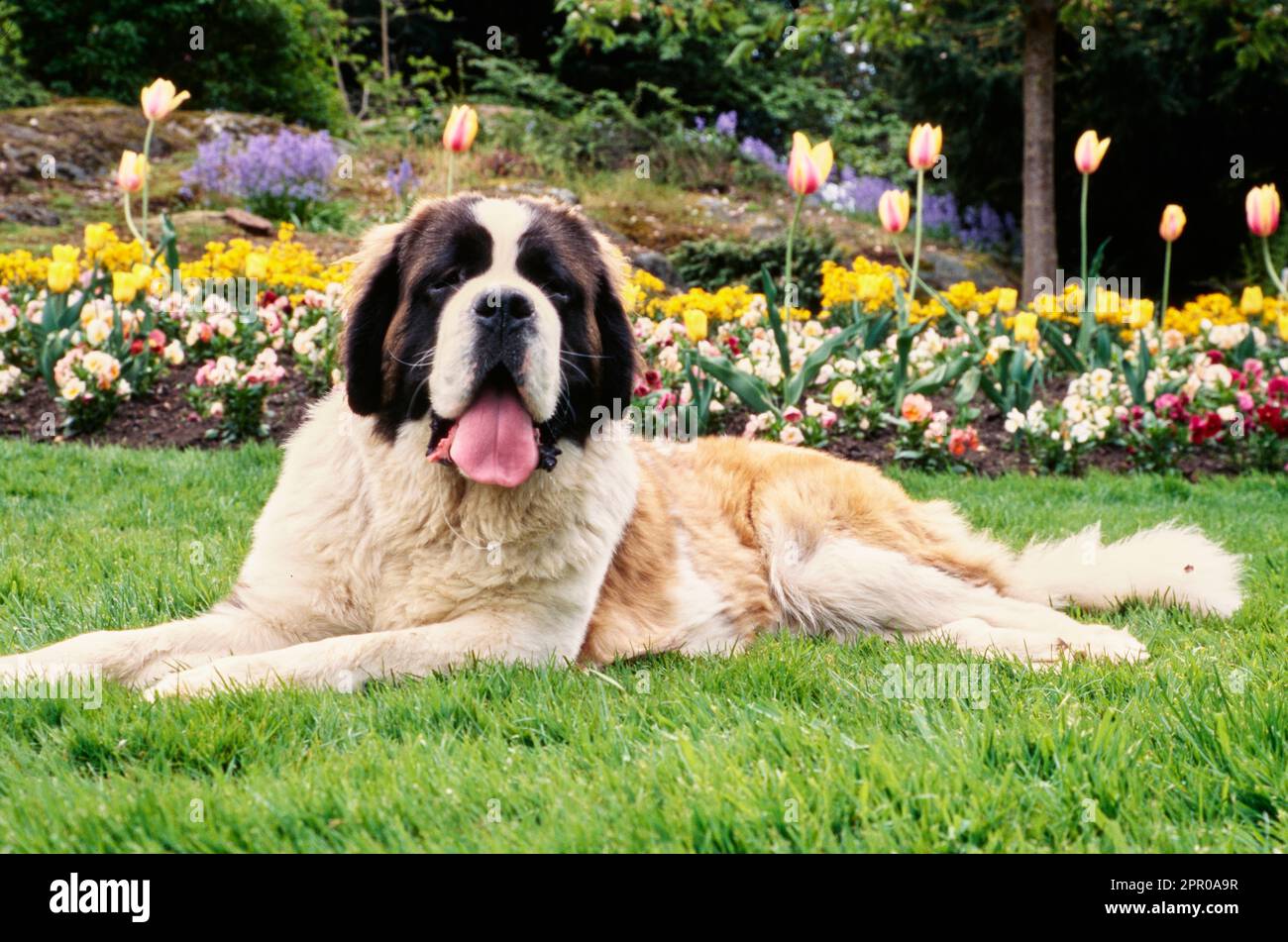 St. Bernard laying in grass in front of a garden Stock Photo - Alamy