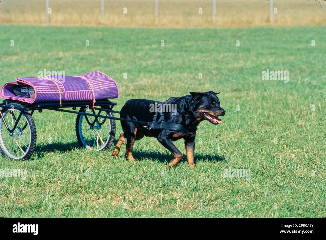 Rottweiler pulling wagon in field Stock Photo - Alamy