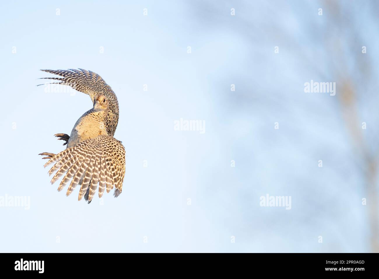 Male and female pheasants hi-res stock photography and images - Alamy