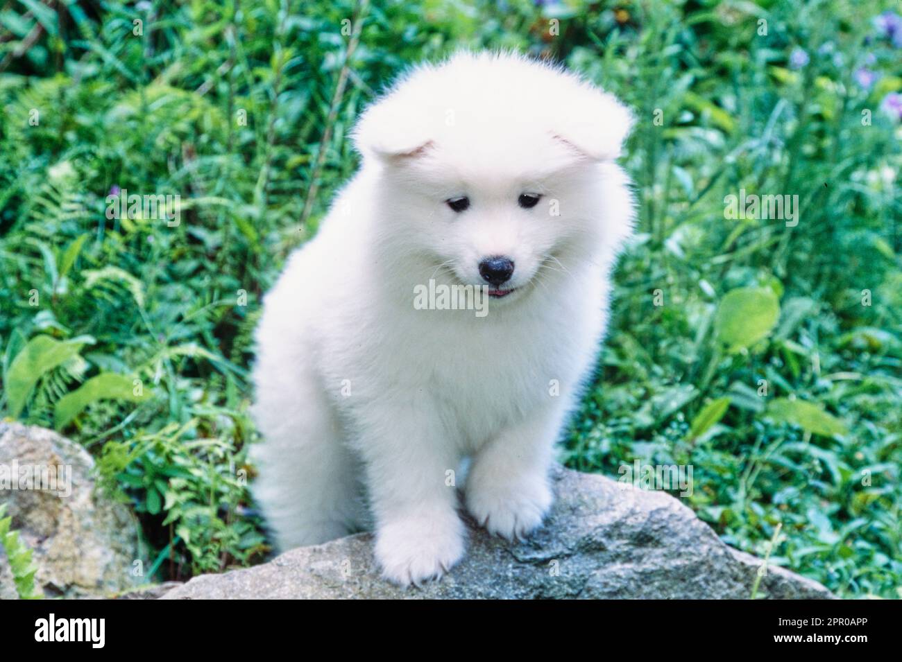 Samoyed puppy on rock Stock Photo - Alamy