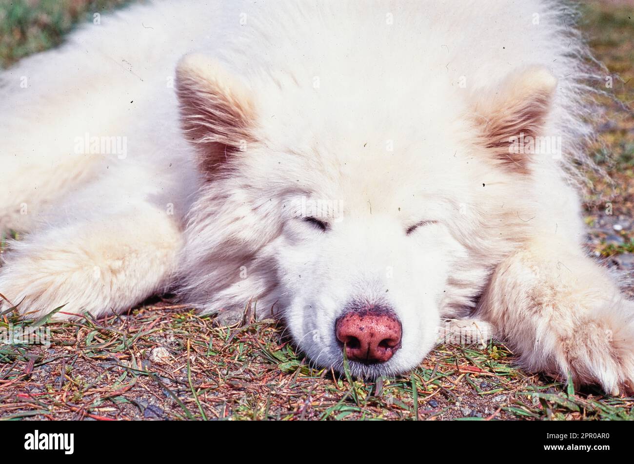 Samoyed sleeping on ground Stock Photo - Alamy