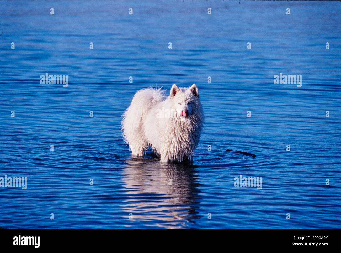 Samoyed standing in water Stock Photo - Alamy