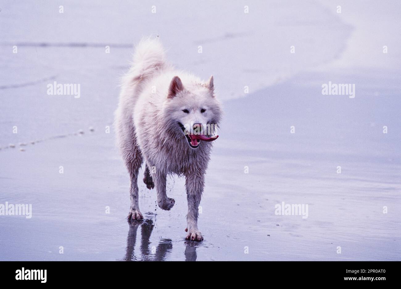 Samoyed walking on beach Stock Photo - Alamy