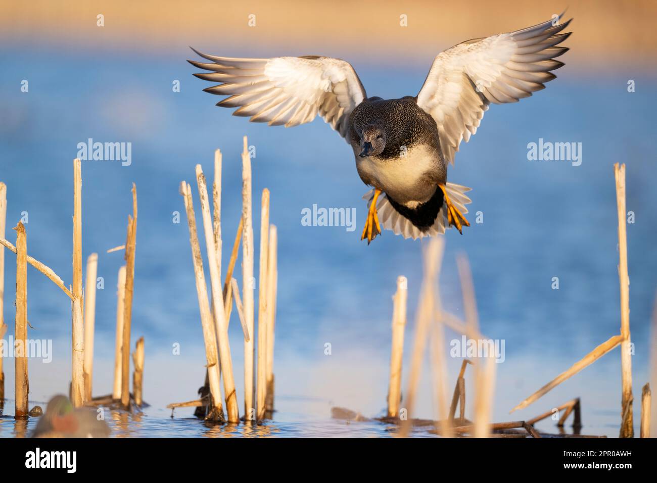 A drake Gadwall on a spring day in flight Stock Photo - Alamy