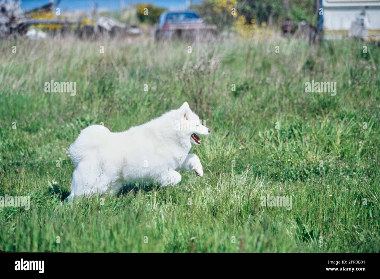 Samoyed running in tall grass Stock Photo - Alamy