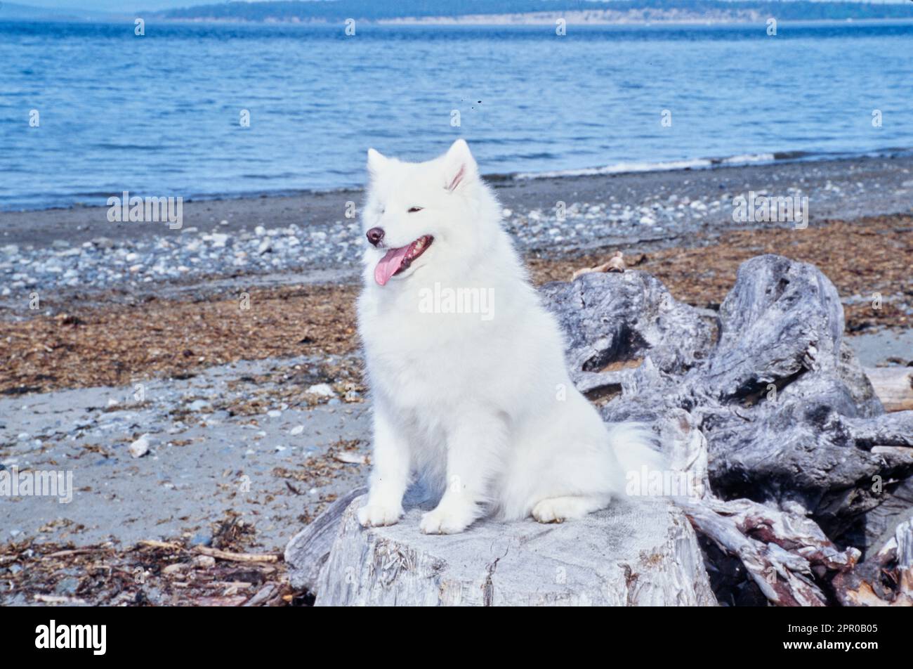 Samoyed sitting on stump with ocean behind Stock Photo - Alamy
