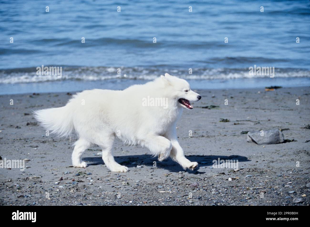 Samoyed running on the beach by the ocean water Stock Photo - Alamy