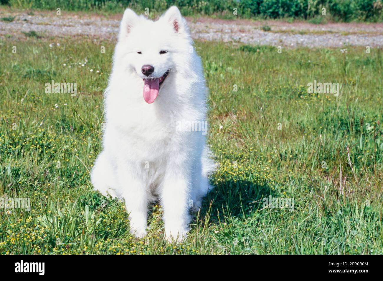 Samoyed sitting hi-res stock photography and images - Alamy