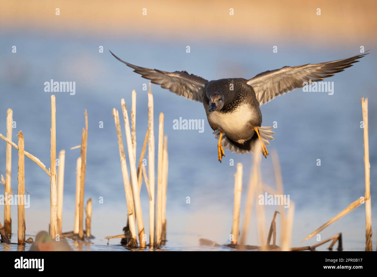 A drake Gadwall on a spring day in flight Stock Photo - Alamy