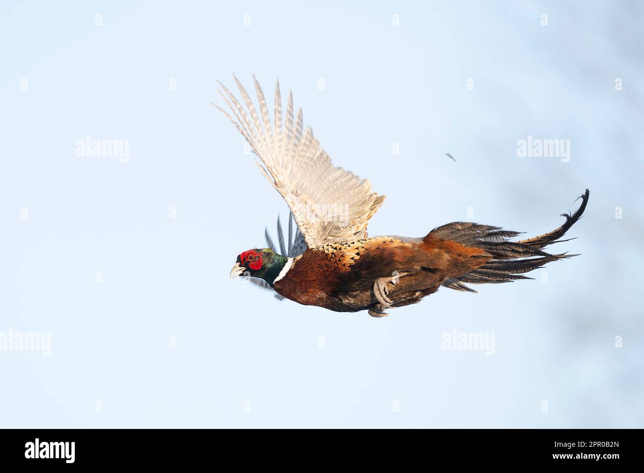 Flying Pheasants in South Dakota on a late winter day Stock Photo - Alamy