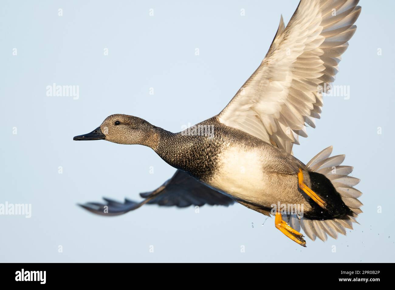 A drake Gadwall on a spring day in flight Stock Photo - Alamy