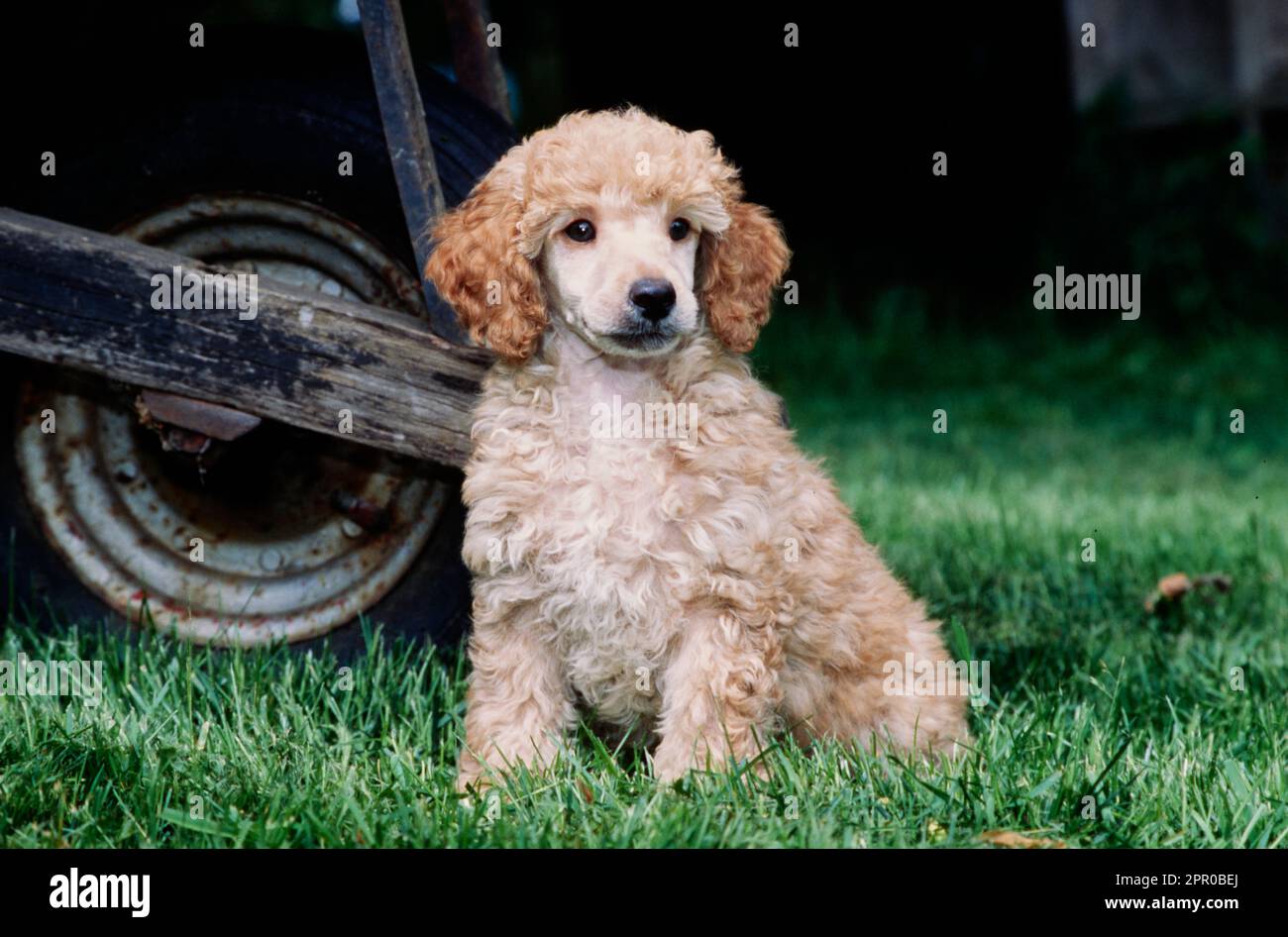 Mini Poodle puppy in grass Stock Photo - Alamy