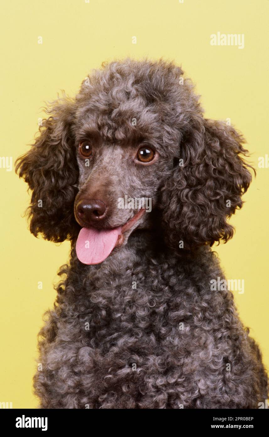 Portrait of Mini Poodle on a yellow backdrop with tongue out Stock ...