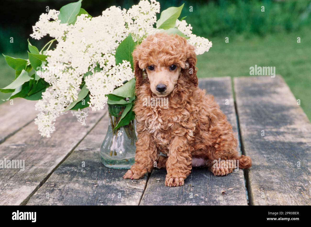 Mini Poodle puppy on table with centerpiece Stock Photo - Alamy