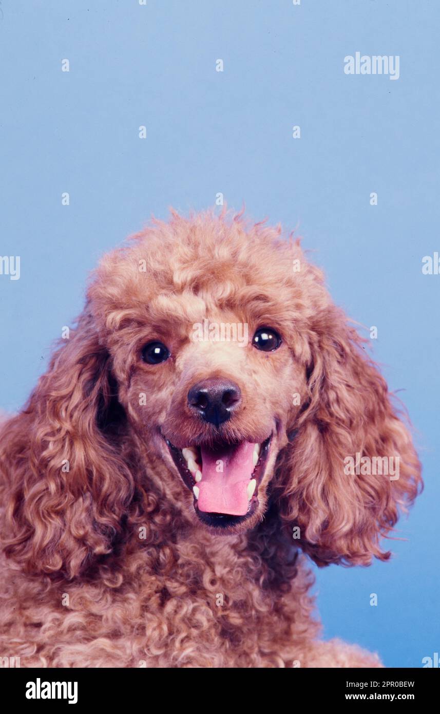 Mini Poodle on blue background with mouth open and tongue out Stock ...