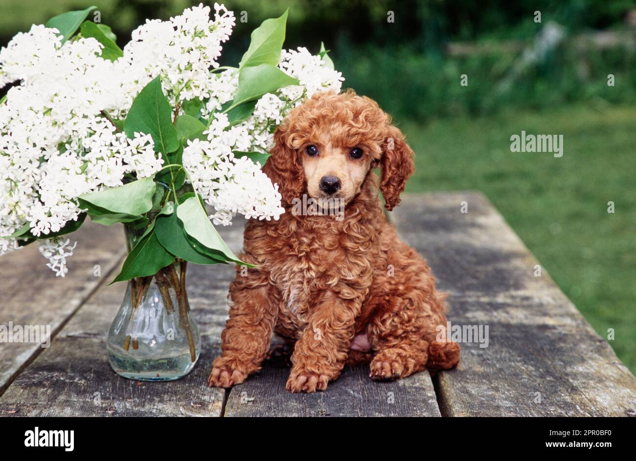 Poodle on table hi-res stock photography and images - Alamy