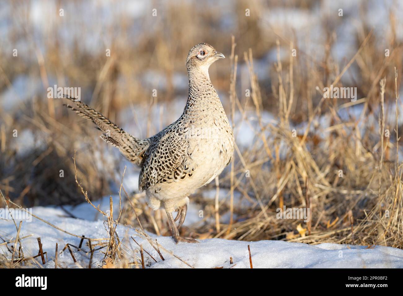 A hen pheasant on a late winter evening in South Dakota Stock Photo - Alamy