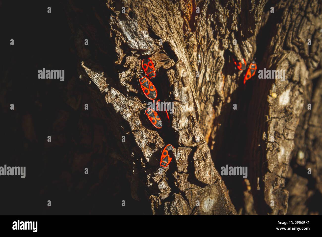 Red bug. Accumulation of soldier bugs. Red beetles in sun. Flock of ...