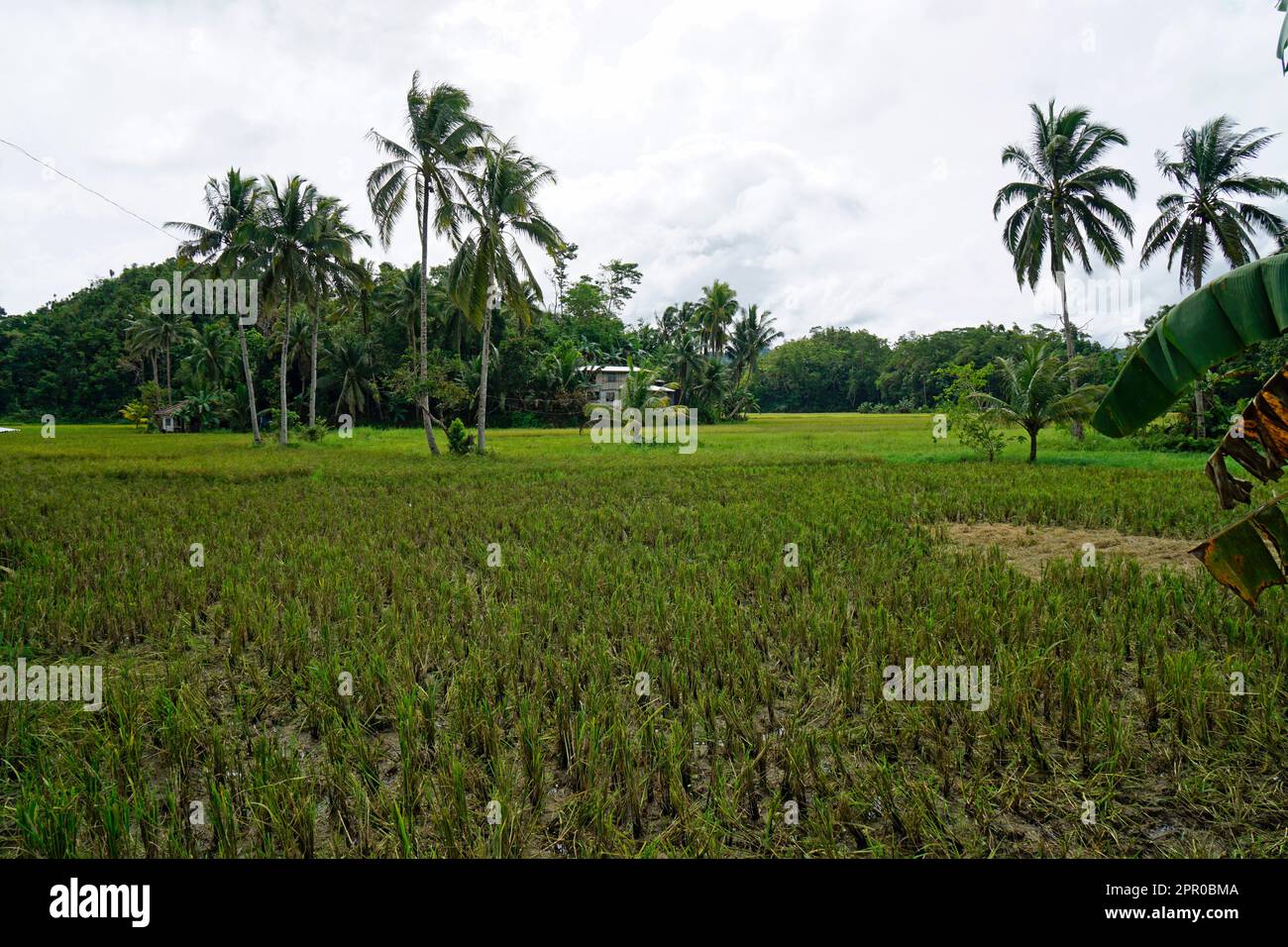 scenic rice fields on bohol island at the philippines Stock Photo - Alamy