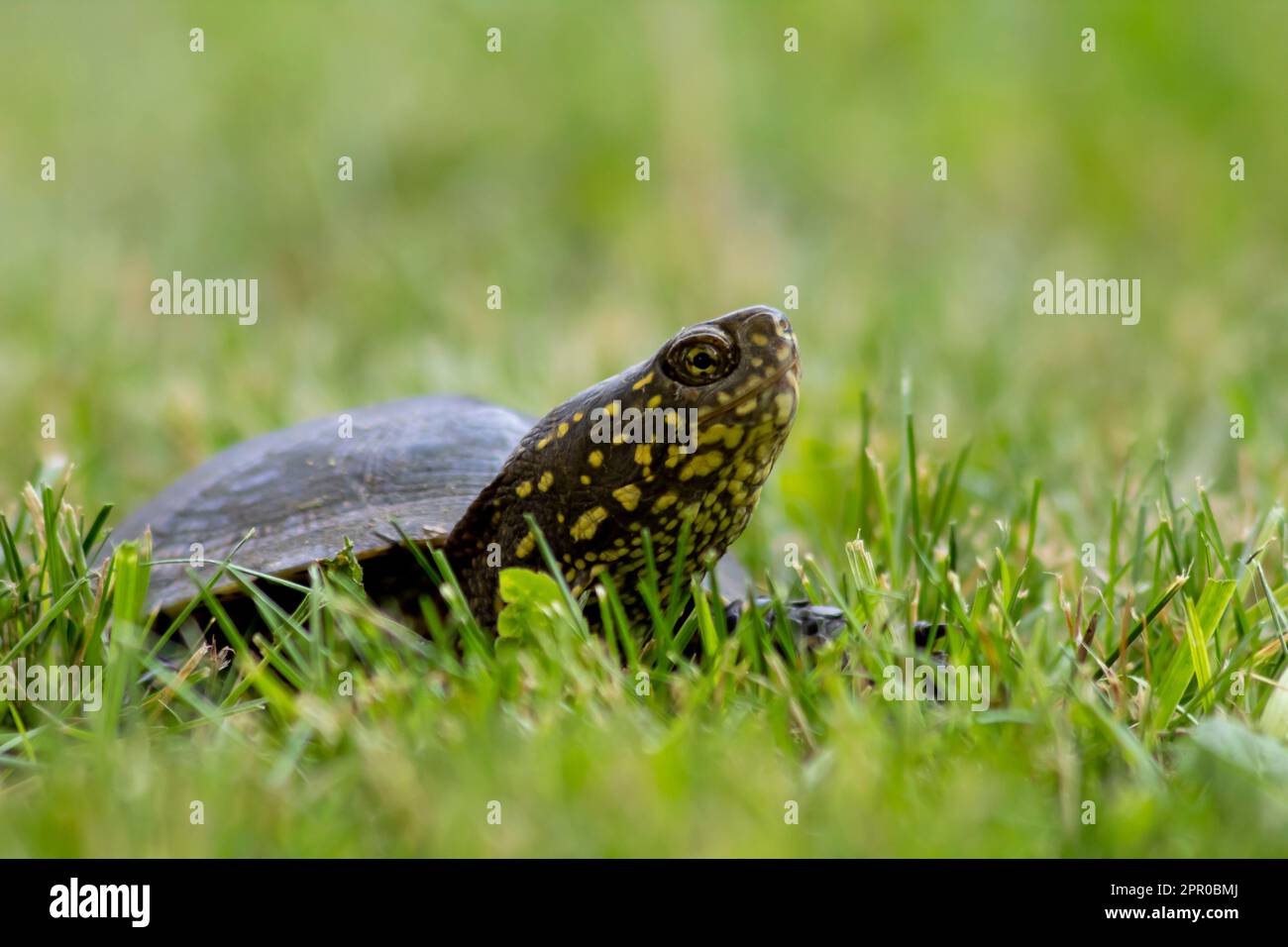 Longevity grass hi-res stock photography and images - Alamy