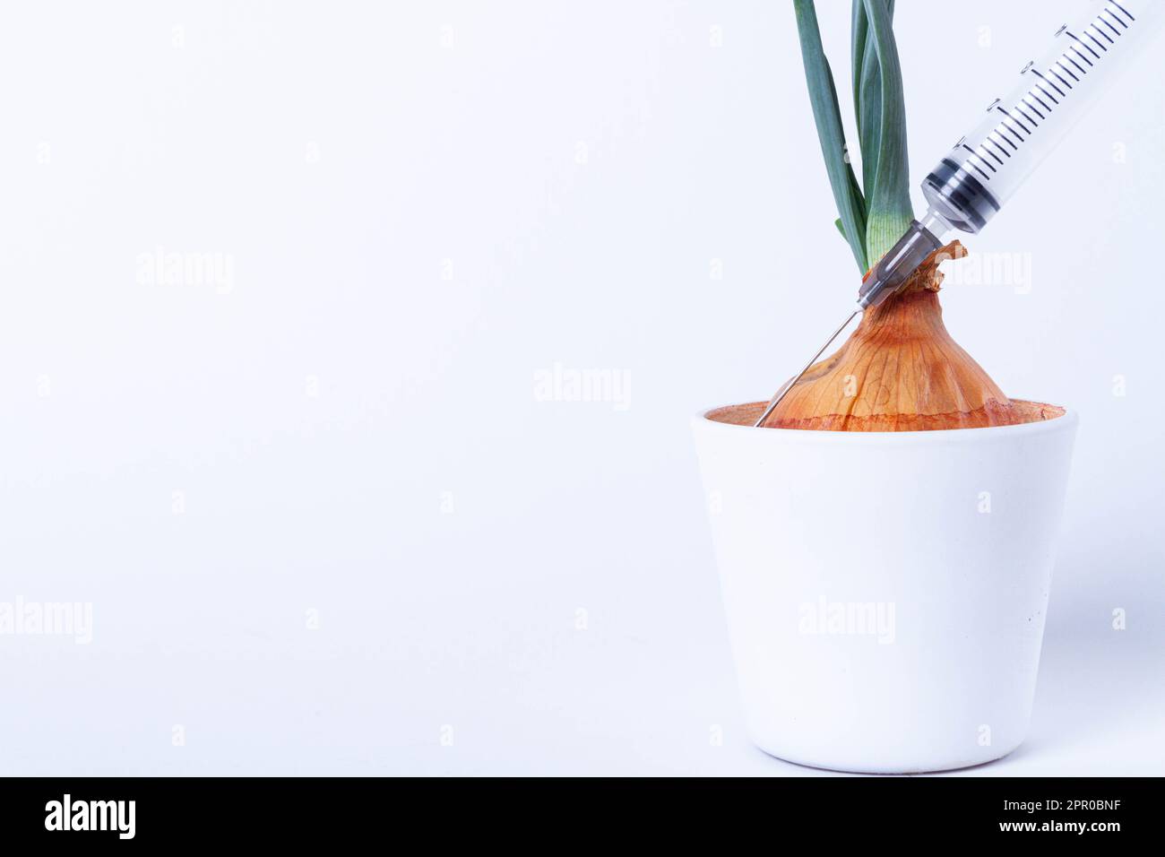 Growing plants in the laboratory. Sprouted green onions on a white ...