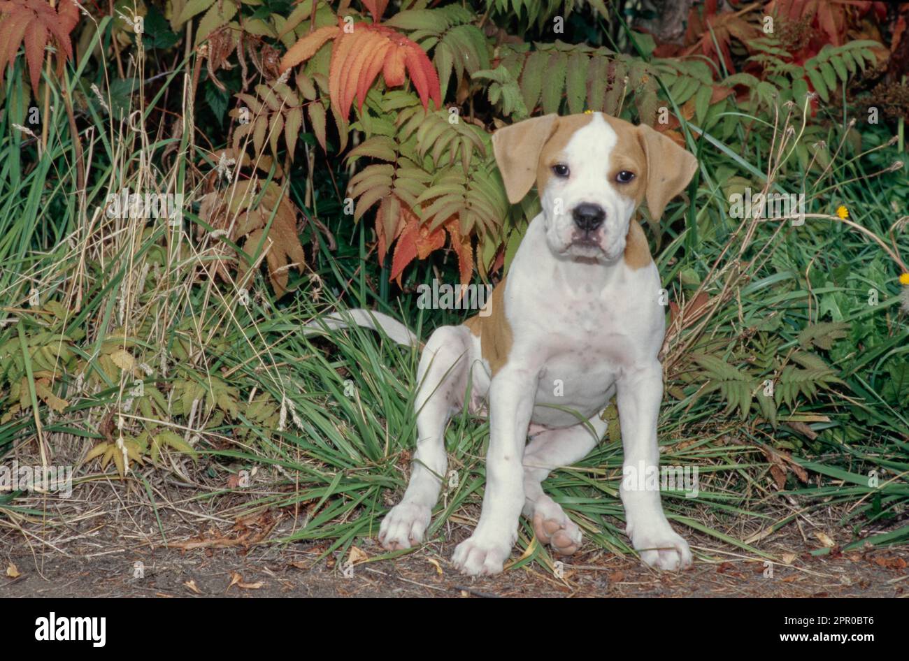 American Bulldog puppy sitting in bushes Stock Photo - Alamy