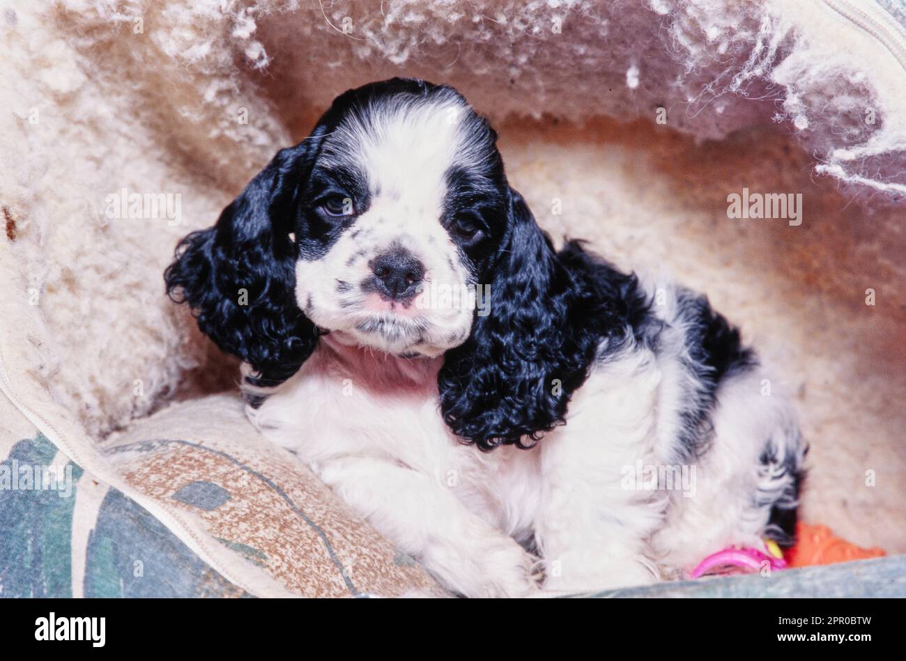 American Cocker Spaniel puppy curled up in dog bed with head raised ...