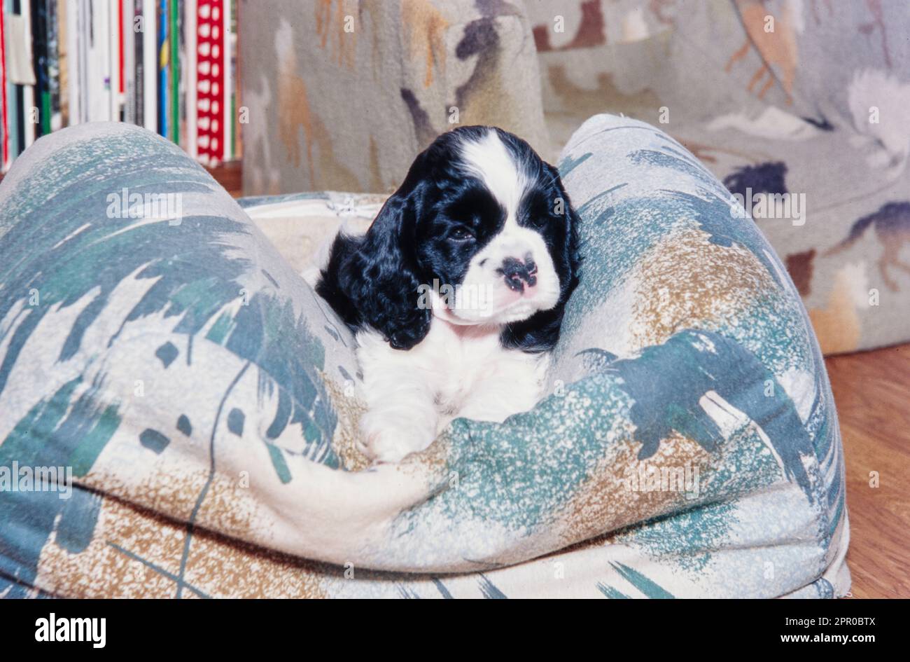 Adorable American Cocker Spaniel puppy sitting in bean bag chair Stock ...